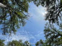 Frost Looks at Texas | Frost